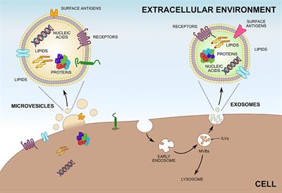 Frontiers | Large Extracellular Vesicles: Have We Found the Holy Grail of Inflammation?
